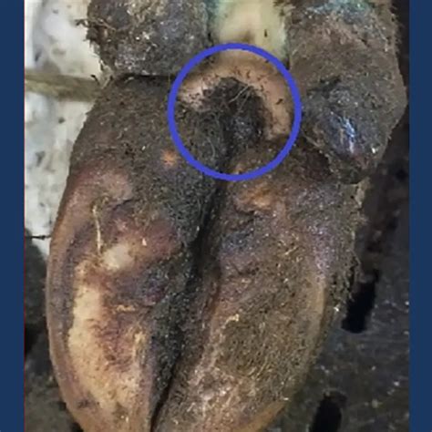 Digital Dermatitis Mortellaro Dairy Direct