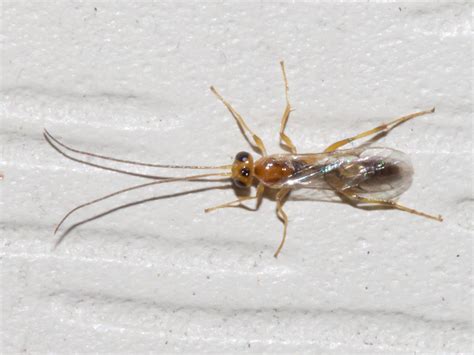 Maryland Biodiversity Project No Common Name Mesochorus Sp
