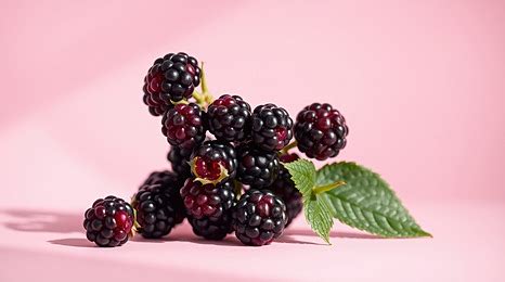 광택 질감이 높은 디테일을 갖춘 신선하고 즙이 많은 블랙베리의 스튜디오 샷 잘 익은 블랙베리 신선한 블랙베리 육즙이 풍부한 블랙베리 배경 일러스트 및 사진 무료