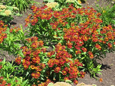 Helenium Ruby Tuesday Zonnekruid Bloemenpark Appeltern