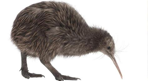 Kivi Kuşu Nedir Kısaca Özellikleri Nelerdir En Son Haberler Milliyet