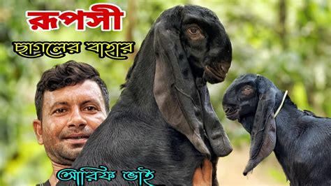 রূপসী ছাগলের বাহারি কালেকশন আরিফ ভাইয়ের। যে কোনো ছাগল কিনতে যোগাযোগ