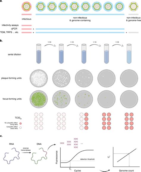 Quantification Of Viruses A Schematic Showing The Different