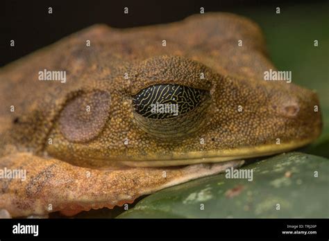 Nictitating Membrane Frog