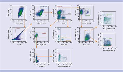 Enrichment Of Tils From Mouse Tumor Protocol Miltenyi Biotec Usa