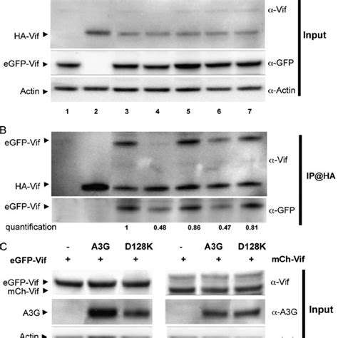 Localization Of Egfp And Mcherry Vif Fusion Proteins Hela Cells Were