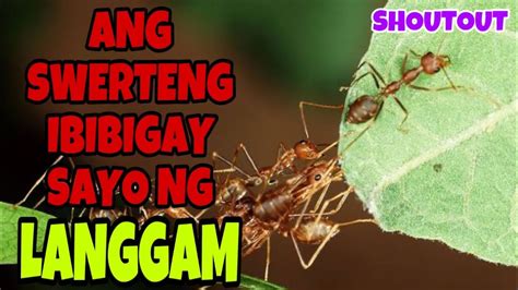 ANG SWERTENG IBIBIGAY SAYO NG LANGGAM YouTube