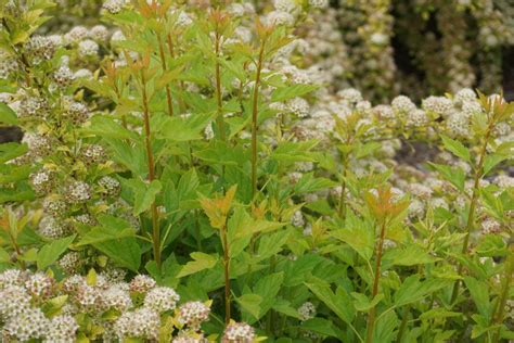 Physocarpus O Raspberry Lemonade Ninebark Laurens Garden