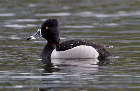 Ring Necked Duck Birdwatch Ireland