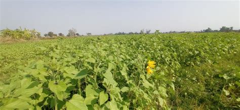 အောင်မြင်ဖြစ်ထွန်းလျက်ရှိသည့် ဆောင်းသီးနှံ နေကြာစိုက်ခင်းများ