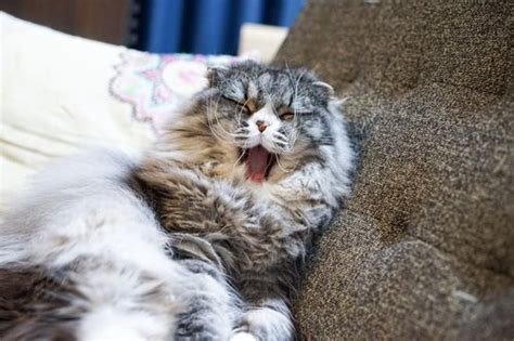 恋人猫の暮らしの無料写真素材 Id17075｜ぱくたそ