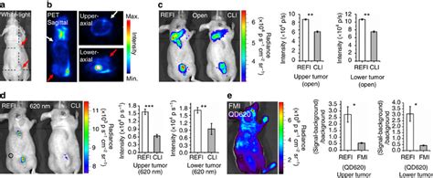 The Multimodality Comparison For In Vivo Imaging The Dual Tumour