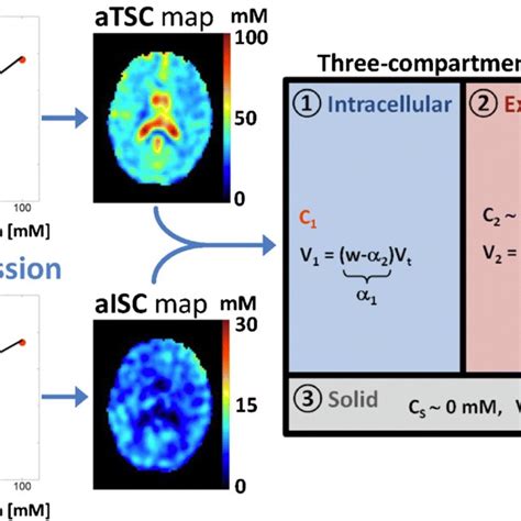 Diagram of the brain ²³Na MRI data processing steps acquisition Download Scientific