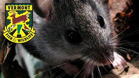 White Footed Mouse