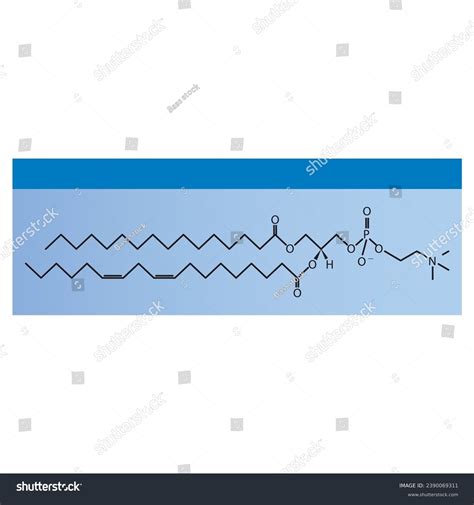 Diagram Showing Schematic Molecular Structure Phosphatidylcholine Stock