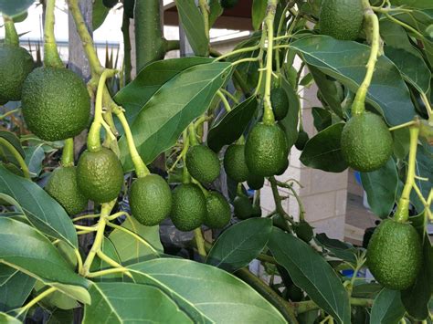 Aguacate Grow Avocado From Pit Avocado Plant From Seed Growing An
