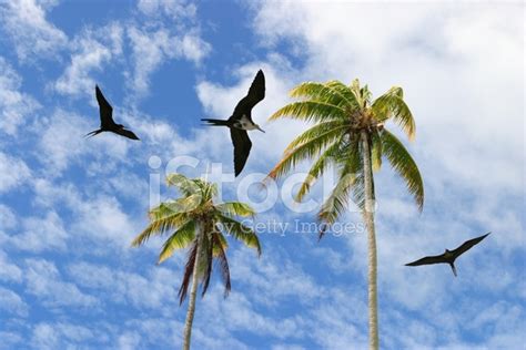 Albatros 사랑 스톡 사진 Freeimages