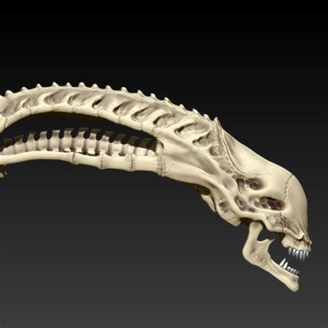 Download 3d Printer Model Xenomorph Skull With Base ・ Cults