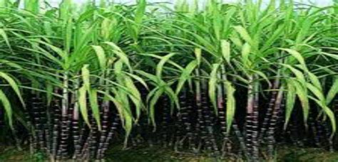 တနင်္သာရီတိုင်းဒေသကြီး၊ ထားဝယ်မြို့ပေါ်ရှိ ကြံ ဈေးနှုန်း Consumer