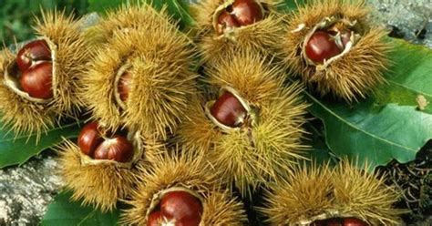 Mes recettes à IG Bas glanées ici ou là Confiture de lentilles