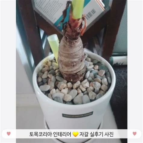 토목코리아 인테리어 자갈 실후기 사진 모음 베란다 화단 마당 정원 데코 인테리어 꾸미기 불멍 화분 수경재배 플랜테리어 Youtube