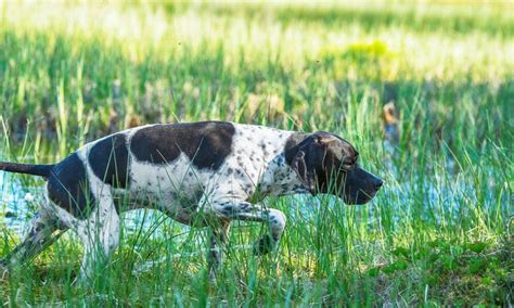 American Foxhound Breed Characteristics Care Photos BeChewy
