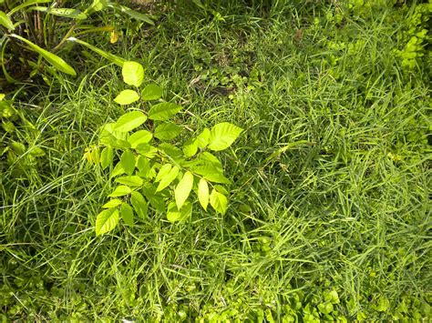 Page 3 Sapling 1080p 2k 4k 5k Hd Wallpapers Free Download