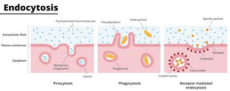 Premium Vector Types Of Endocytosis Process Of Engulfing Particles By Eukaryotic Cells