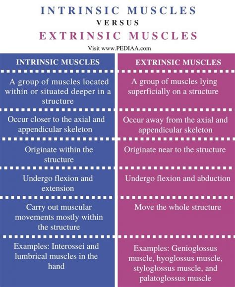 What Is The Difference Between Intrinsic And Extrinsic Muscles Pediaa
