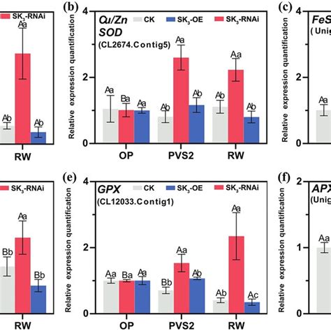 Real Time Pcr Quantitative Analysis Of Antioxidant System Related Genes