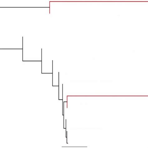 Rooted Phylogenetic Tree Showing The Relationship Of The 16s Rrna Gene