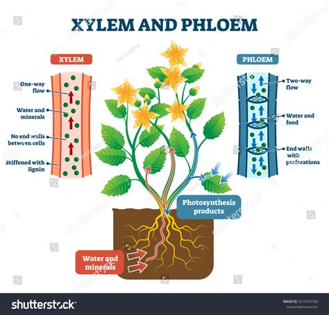 Xylem Phloem Vector Illustration Labeled Water Stock Vector Royalty