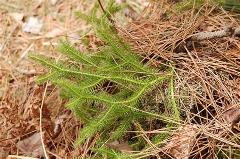 Lycopodium Sp Clubmosses Know The Species Write It In T Flickr