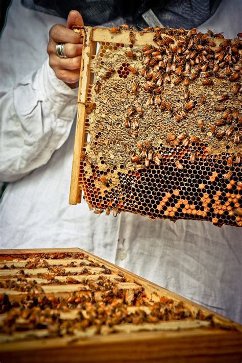 It S The Birthright Of Bees To Build Comb Milkwood Permaculture Courses Skills Stories