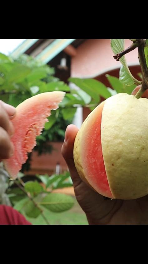 Red Seed Guava In The Garden🥰 Grafting Examples Grafting Examples