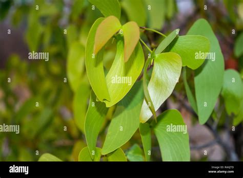 Close Up View Mopane Leaves Butterfly Tree Colophospermum Mopane