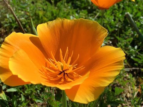 【ケシ】栽培禁止の品種も存在！？一般的なケシとの見分け方は？ アタマの中は花畑