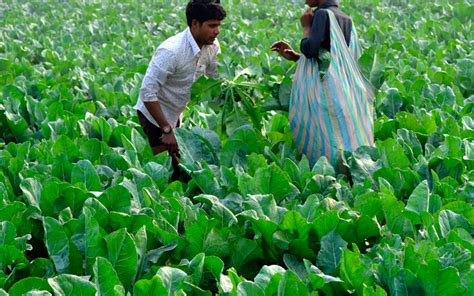 Agri Tech Startup Agrostar Pockets Series C Funding Cheque