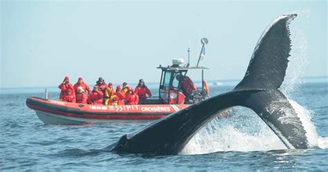Observer Les Baleines à Tadoussac Québec Le Mag