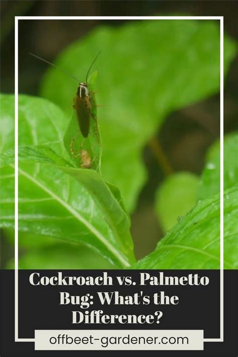 Cockroach Vs Palmetto Bug What Is A Palmetto Bug Are Palmetto Bugs