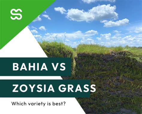 Which Sod Is Better Bahia Vs Zoysia Grass Smart Sod