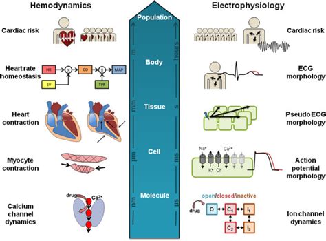 Spatial And Temporal Scales At Which Cardiovascular Systems Models Download Scientific Diagram