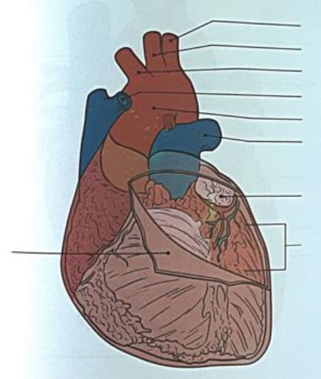 Label All The Structures Found In The Heart As Indicated By Leader