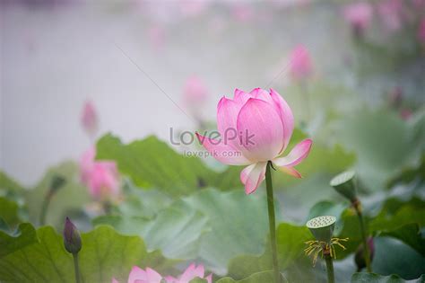 Lovepik صورة  500417043 Id صورة فوتوغرافية بحث صور اثيري لوتس