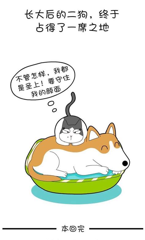 猫狗漫画：总被大灰猫欺负的小奶狗如何翻身做主人