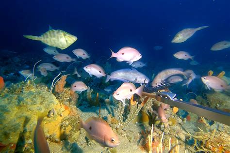 Rare Pink Handfish Spotted For First Time In 22 Years