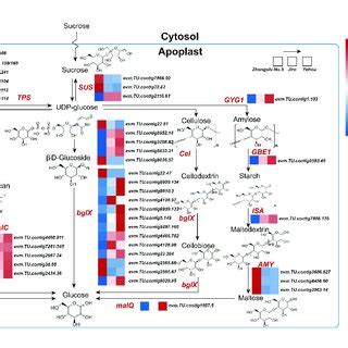 DEG Analysis Of Sucrose And Starch Metabolic Processes Between PCNA And