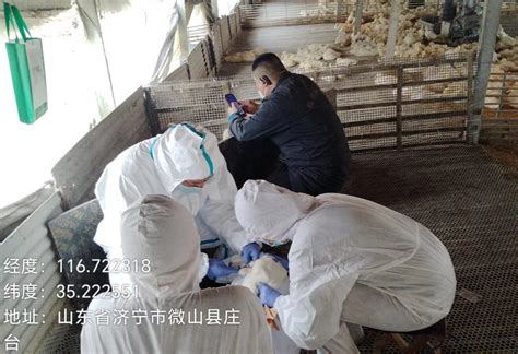 微山县人民政府 工作动态 马坡镇：做好冬季动物防疫工作 稳抓畜牧产业发展