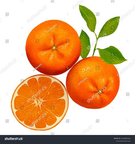 Tige De Mandarine 967 Images Vectorielles De Stock Et Images