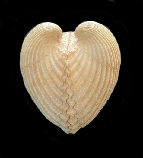 Many Ribbed Ark Shell Mexican